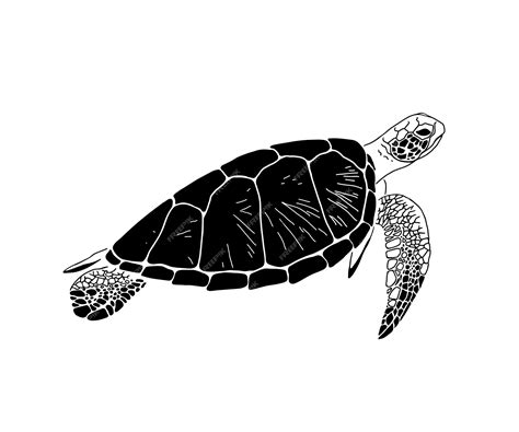sea turtle graphic