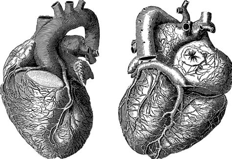 Research In Estonia On Linkedin Cutting Edge Imaging Unravels Sex Specific Structural