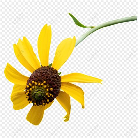 Rudbeckia Rudbeckia 꽃 식물 꽃잎 사진지도 꽃잎 일러스트 우주 일러스트정원선명한 Png 일러스트 무료