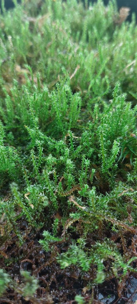 Springy Turf Moss Rhytidiadelphus Squarrosus Moss Clerks