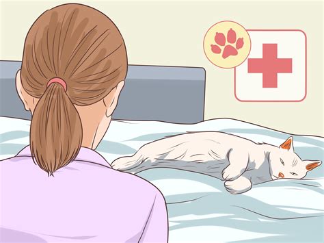 How To Diagnose And Treat Bacterial Skin Infections In Cats Skin