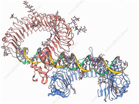 Toll Like Receptor 3 And Rna Stock Image F006 9666 Science Photo Library