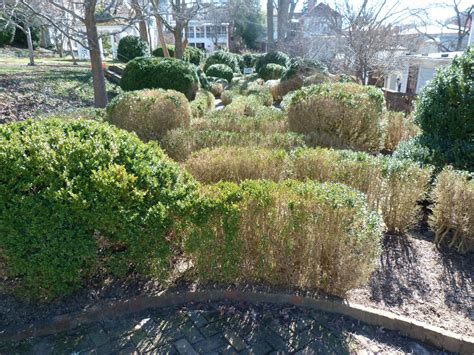 How One Virginia Nursery Is Fighting Boxwood Blight Garden And Gun