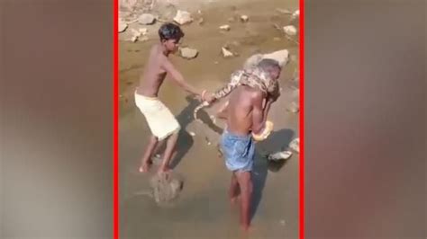 Drunk Man Wraps Python নেশার ঘোরে অজগর গলায় ঝুলিয়ে ফেলেছিলেন বাকিটা