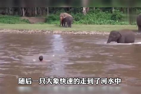 女孩在水中玩太危险，被狗狗救上岸，男人溺水被大象奋不顾身救起上岸狗狗大象