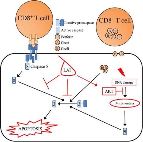 Expression Of Latency Associated Transcript Lat Inhibits Extrinsic Download Scientific