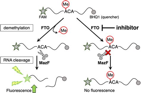 Xanthine Derivatives Inhibit Fto In An L Ascorbic Acid Dependent