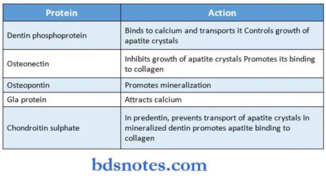Dentinogenesis Bds Notes