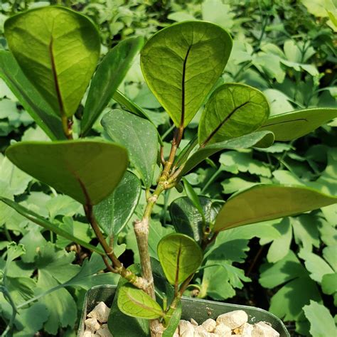 Shop ‘ficus Triangularis Triangle Ficus Care And Growing Guide