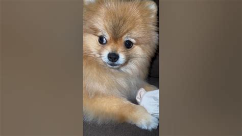 Главный член семьи Youtube