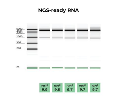Quick Rna Magbead