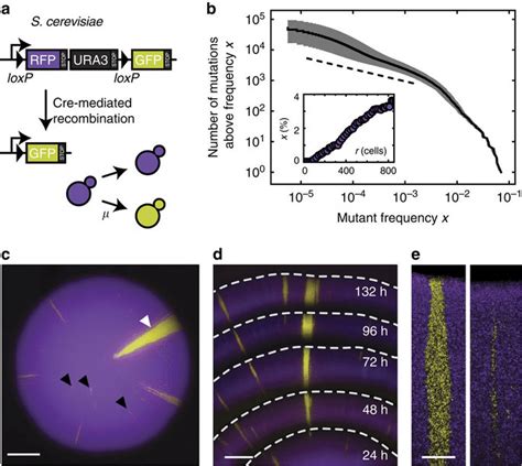 visualizing mutational jackpot events in colonies a an engineered