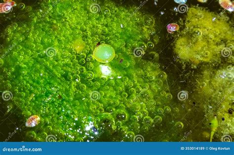 Freshwater Algae Spirogyra Release Oxygen Into The Air Oxygen
