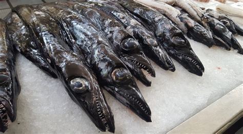 Madeira Discute Plano De Gestão Para A Pesca De Peixe Espada Preto