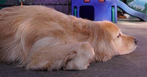 A importância do descanso para o seu pet Hotel para pets