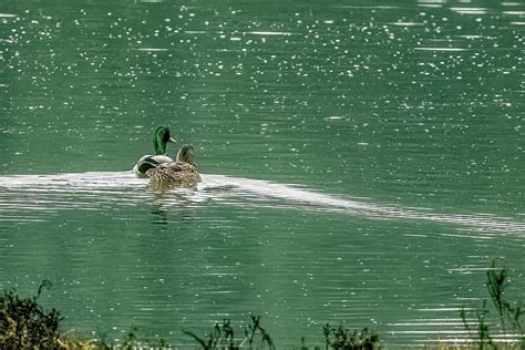 Mallards Photograph By Timothy Anable Fine Art America