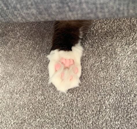 Pinky Toe Beans From Under The Couch Rtoebeans