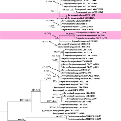 trees resulting from mp analysis of the combined its rpb2 tef1 and
