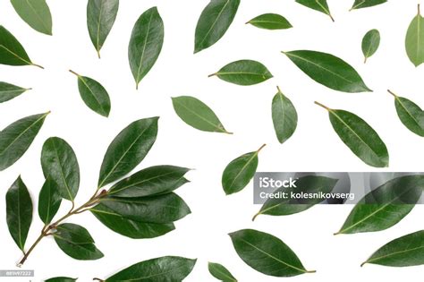 月桂樹在白色背景上孤立新鮮的月桂樹葉頂部視圖平躺花紋 照片檔及更多 主要家電 照片 主要家電 主食 健康的生活方式 Istock