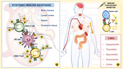 Systemic Immune Response To Immune Checkpoint Inhibitors When Ici