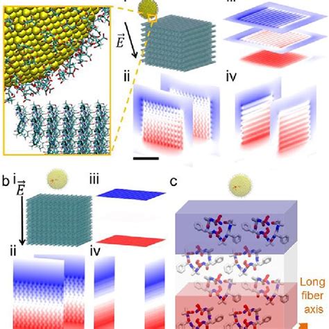 Versatility Of Shr Ff Fibrillar Template A 1d Chain Like Assembly Of Download Scientific
