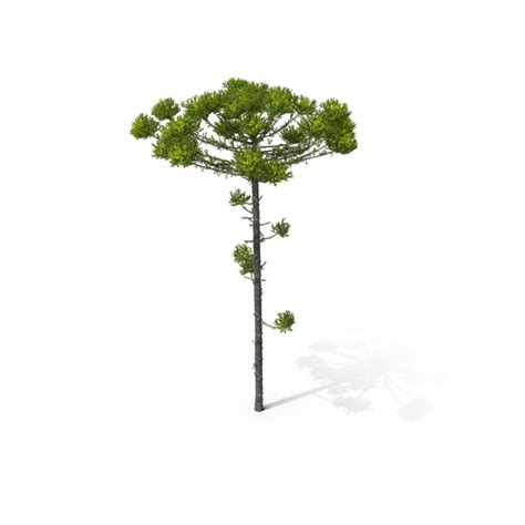 Tree PNG Images PSDs For Download PixelSquid