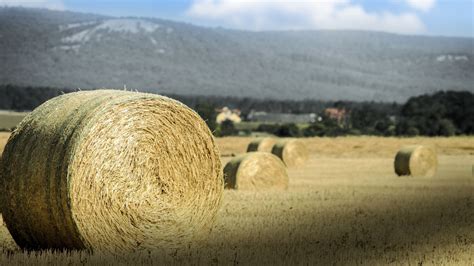 Free Images : tree, light, plant, wood, sun, sunrise, sunset, hay, bale ...
