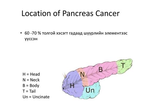 нойр булчирхайн хорт хавдар