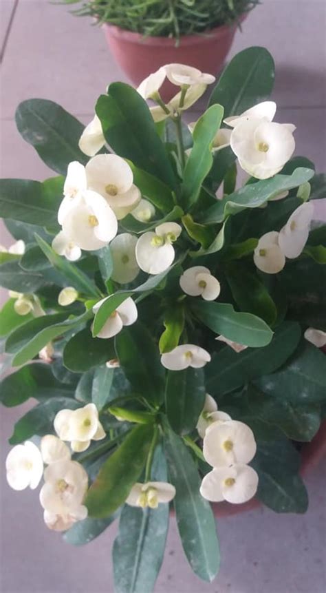 اندر واجمل انواع الصباريات في משתלת אלסריסי مشتل السريسي