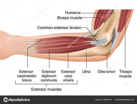 Elbow Anatomy Muscles