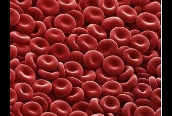 FRANCE Première transfusion de globules rouges créés à partir de