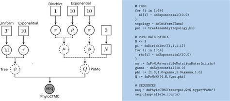 RevBayes Polymorphism Aware Phylogenetic Models