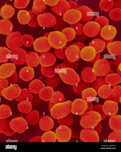 Coloured Scanning Electron Micrograph Sem Of Methanococcus Jannaschii