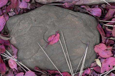 Free Images Rock Leaf Flower Pink 2016366 Colorsplash 5184x3456