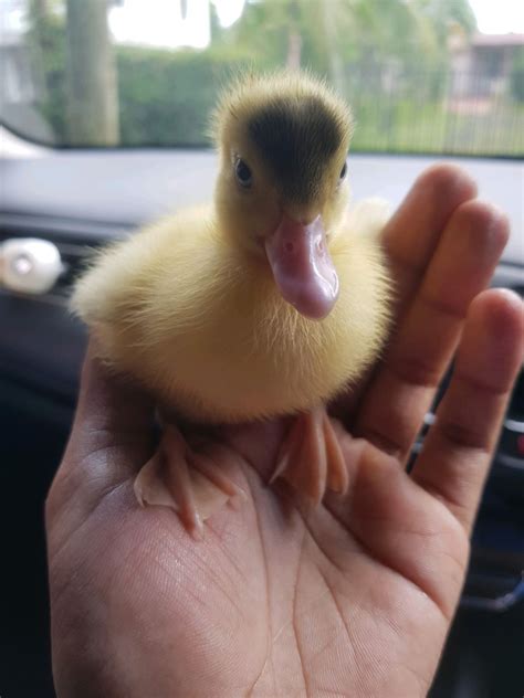 Rubber Duck Debugging 🦆 Hevin R