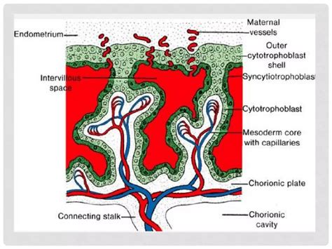 Histology Of Embryology Placenta Pdf