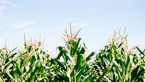 Corn Pollination Progress Ilsoyadvisor