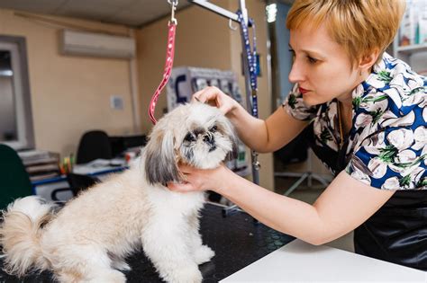 How Grooming Helps Your Dogs Health Veterinarians In Windermere