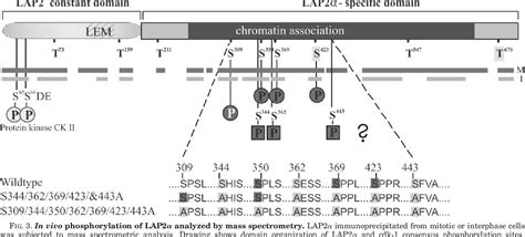 Figure 3 From A Phosphorylation Cluster In The Chromatin Binding Region