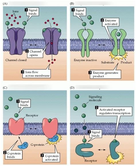 Types Of Drug Receptors Diagram Quizlet