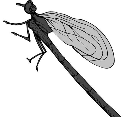 모기 무료 벡터 이미지 Eps Uidownload