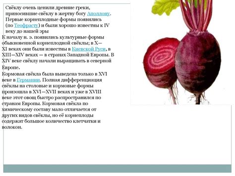 Кормовая и сахарная свёкла - презентация онлайн