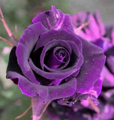 Картинки по запросу роза фиолетового цвета сорт | Schöne blumen, Blumen ...
