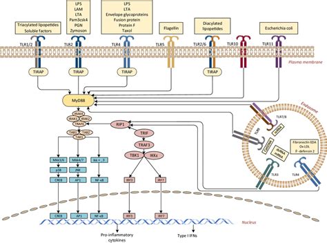 Mammalian Tlr Signaling Pathway Tlr2 Usually Forms Heterodimers With