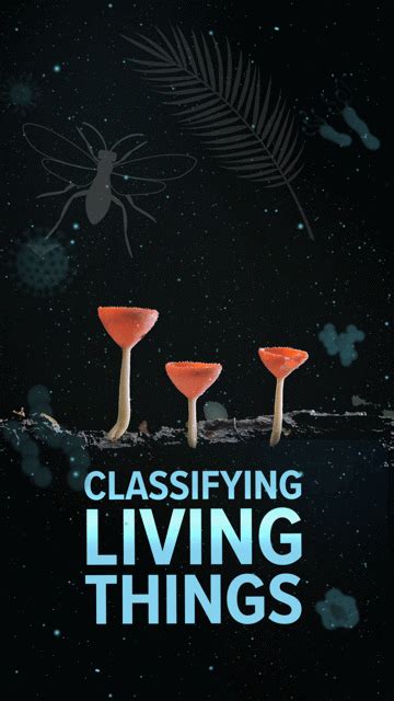 Classifying Living Things Videos And Resources Clickview