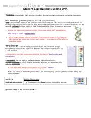 DNA And Replication Gizmo Doc Babe Exploration Building DNA Vocabulary Double Helix DNA