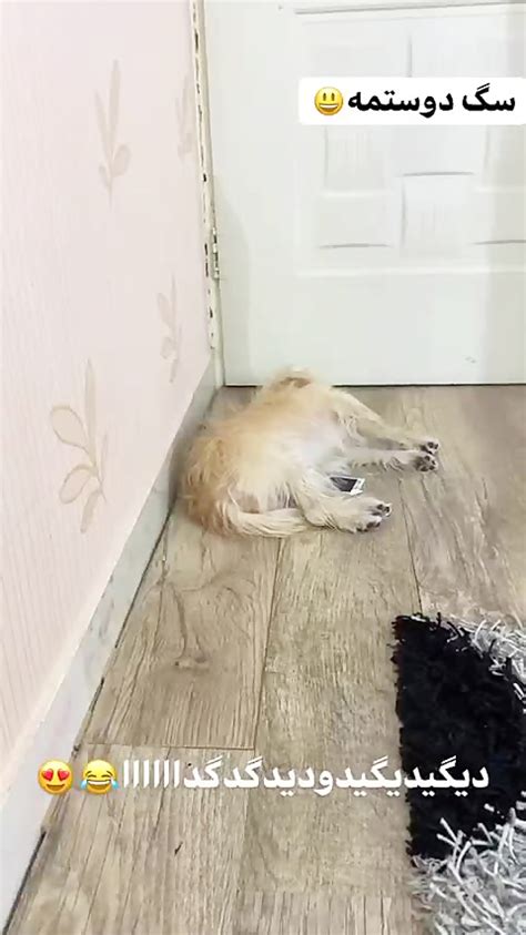 سگ دوست پریساسگ ارزو صادقی