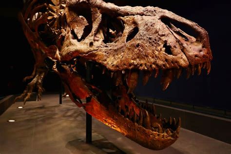 How The T Rexs Terrifying Teeth Smashed Through Dino Bones