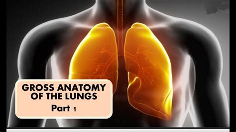 Gross Anatomy Of The Lungs Part 1 Youtube