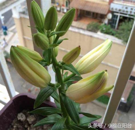 養百合花一個小竅門一年能開花兩次苗越發越多花越開越旺 每日頭條